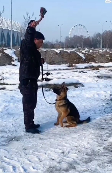 Дрессировка собак любих пород