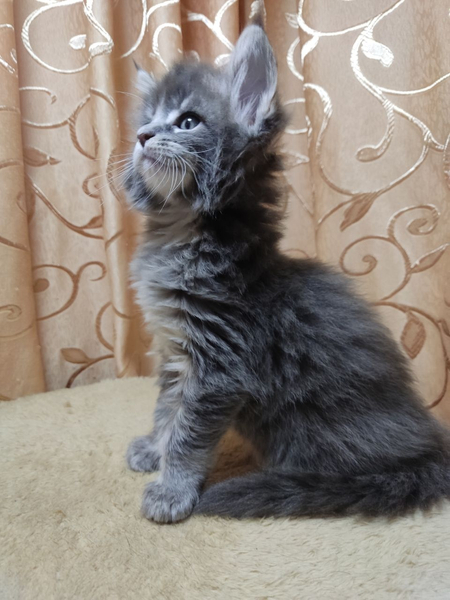 Мейн Кун девочка