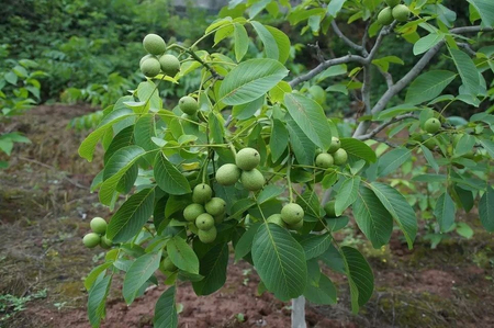 Mevali kuchatlar pakana va yarimpakana