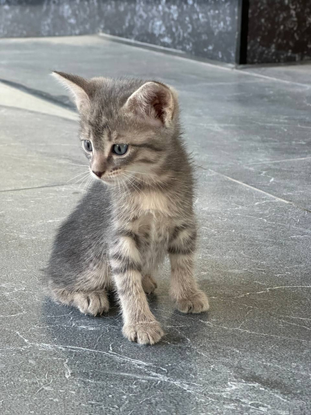Отдам котят в хорошие руки