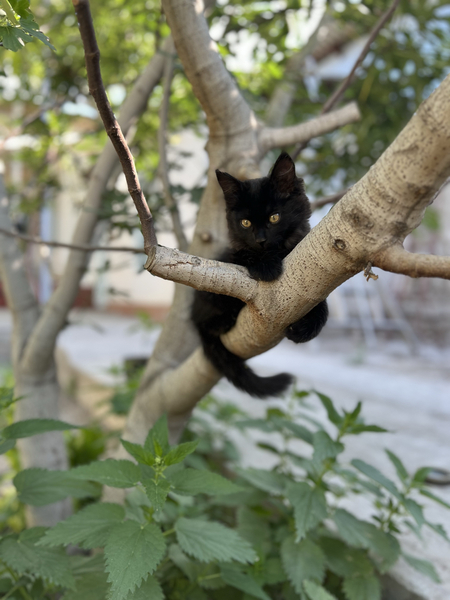 Котёнок, девочка, 2,5 месяца