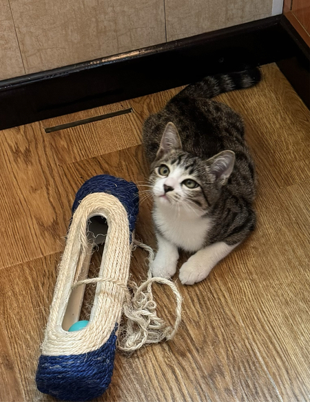 Котик Степан