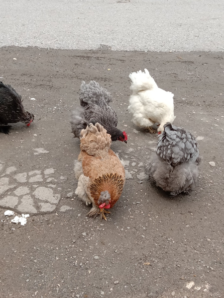 Продам свежие яйца породы брама для разведения цыплят куры привозные!