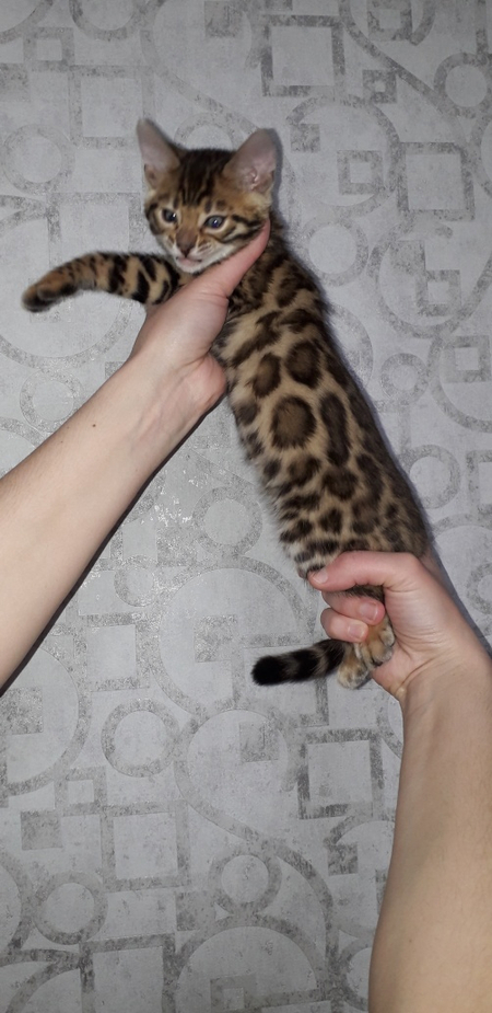 Бенгальские котята