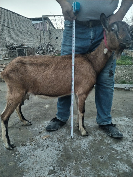 Продается альпийская козочка