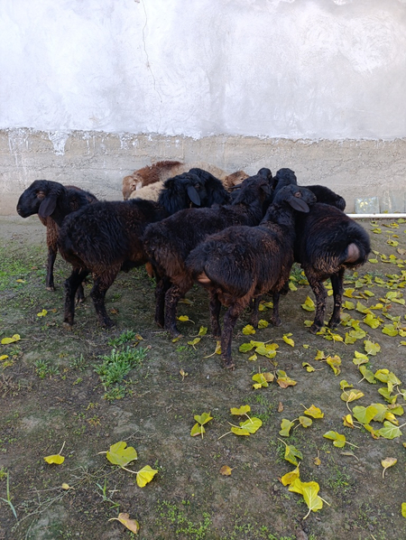 Qochqorlar sotiladi