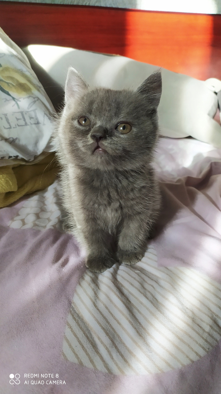Чистокровные Шотландские котята Страйт