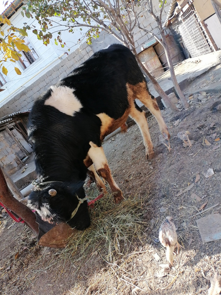 1.5 yoshli buqacha boqiladigon
