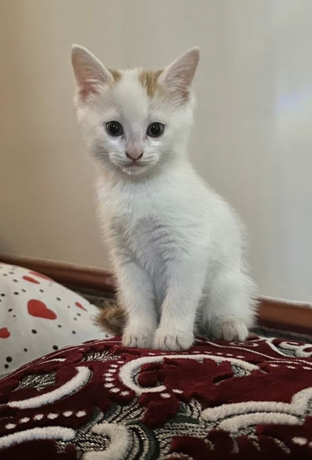 2 oylik Turkish angora