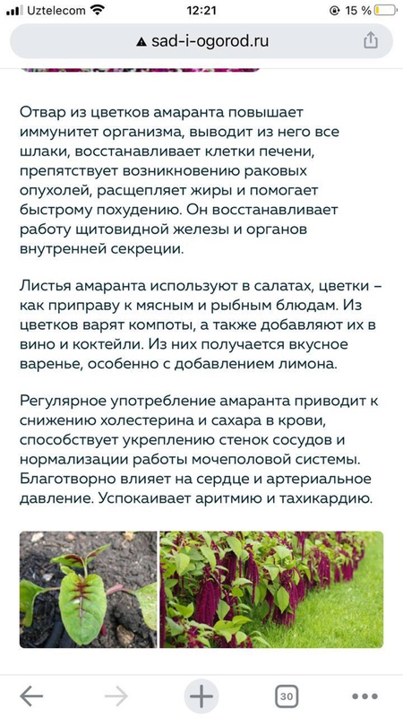 Амарант уруги