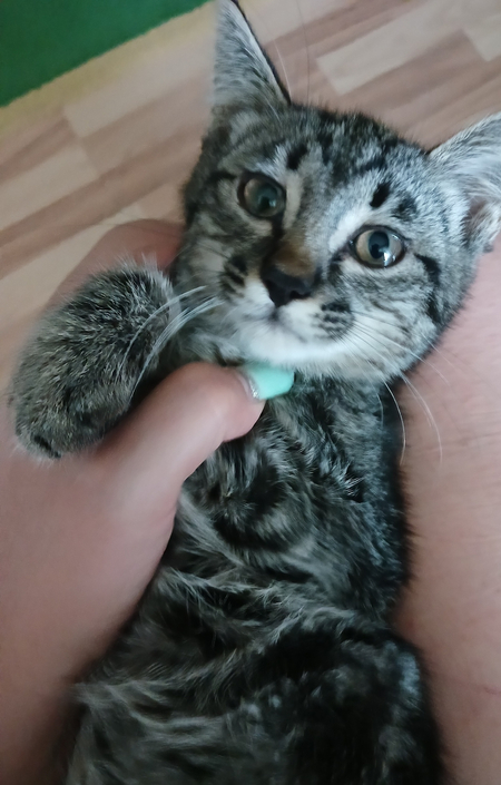 Домашние котята, мальчики, 4 месяца, к лотку приучены, чистые и умные