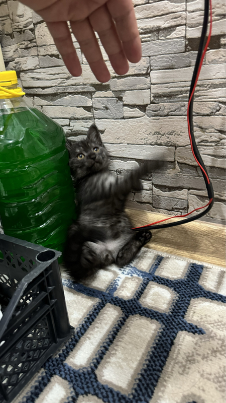 Продаю котят