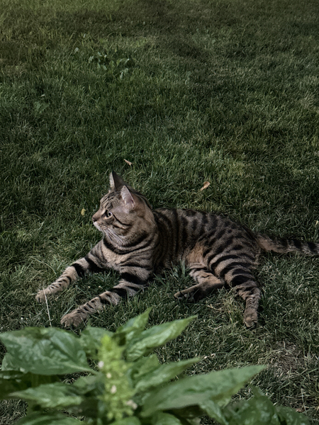 Кот Бенгальский в хорошие руки
