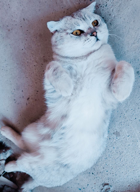 Шотландский скоттиш фолд окрас серебристая шиншилла