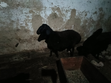 Ona qo.y sotiladi