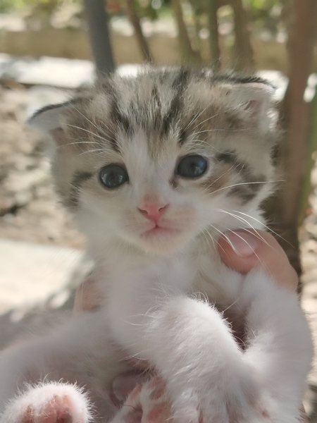 Красивый вислоухий котёнок