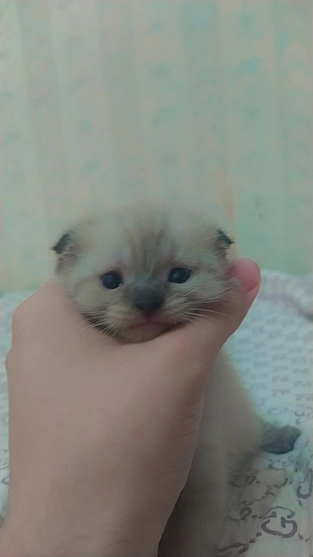 Продается котёнок