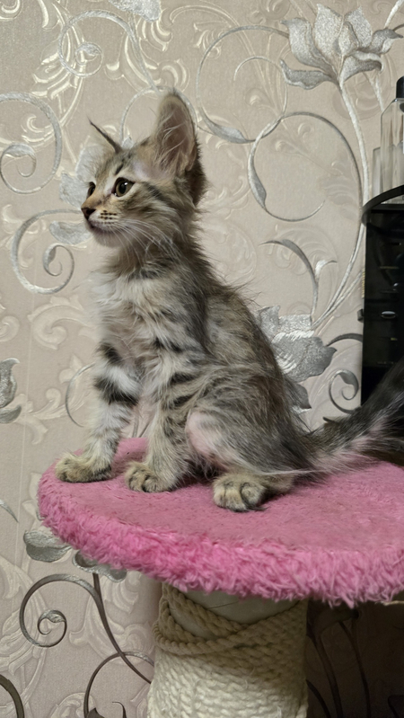 Мушук пишик котенок кошка пушистая девочка