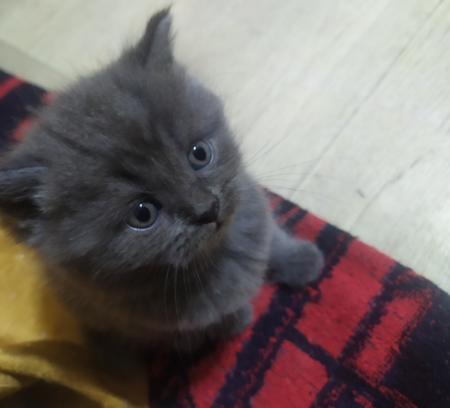 Скотиш страйт и фолд