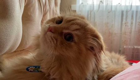 Вязка Кот Хайленд фолд вислоухий
