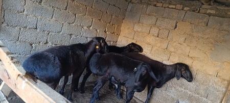 Qochqor sotiladi qurbonlika