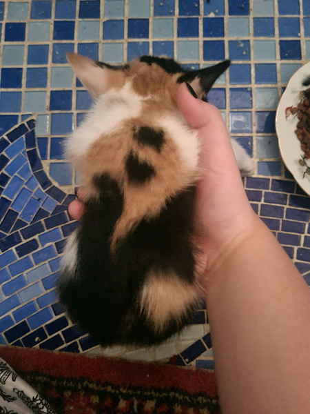Котята в добрые руки БЕСПЛАТНО