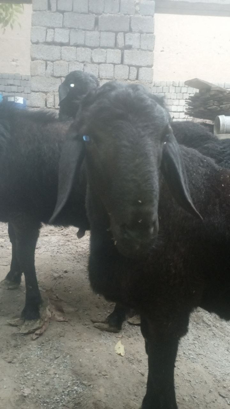 Qoy Sotiladi Qochqor