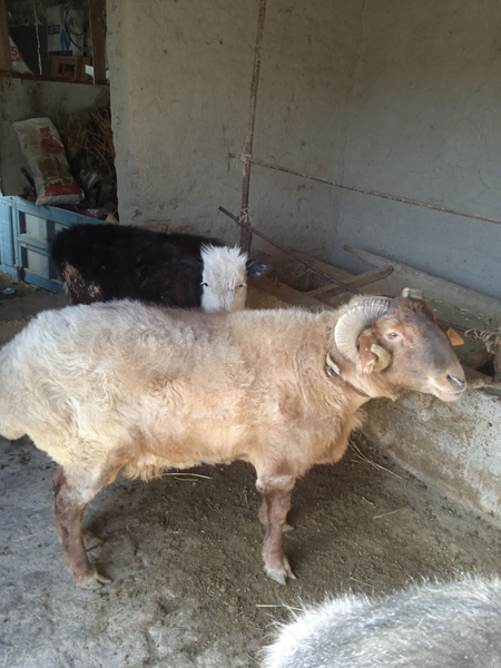 Qo‘chqor sotiladi