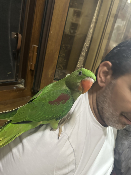 Александрийски попугай срочно
