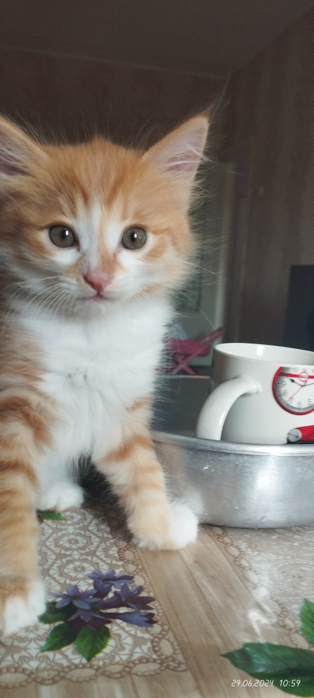 Отдаем котенка в хорошие руки.