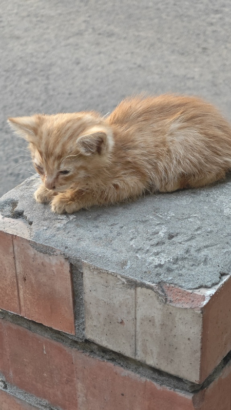 Котенок в хорошие руки