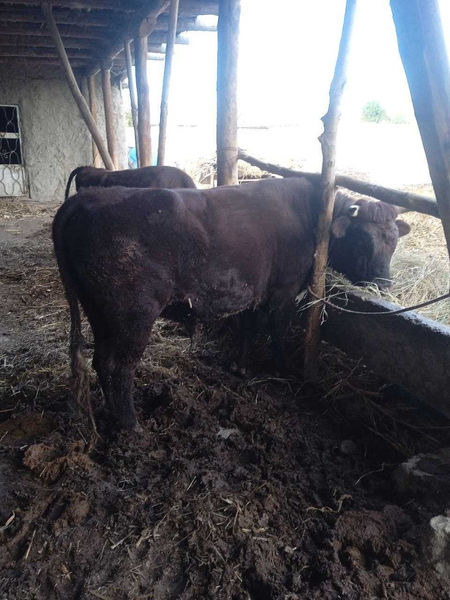 Gigant buqa sotiladi