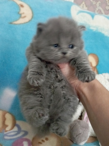 Продается мальчик скоттиш страйт.