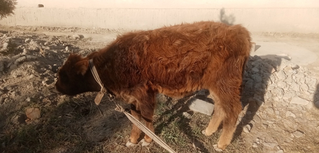 Гарантия берилади