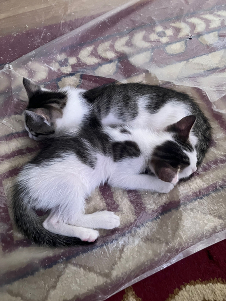 Раздаю котят только в добрые руки!