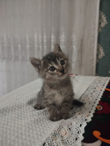 Отдаем котёнка бесплатно