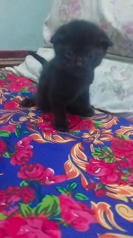 Продаётся кошка.