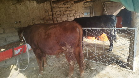 Buqacala sotiladi 1 yowdan otkan yeb iciwi soglom