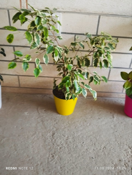 Xona gullari sotiladi