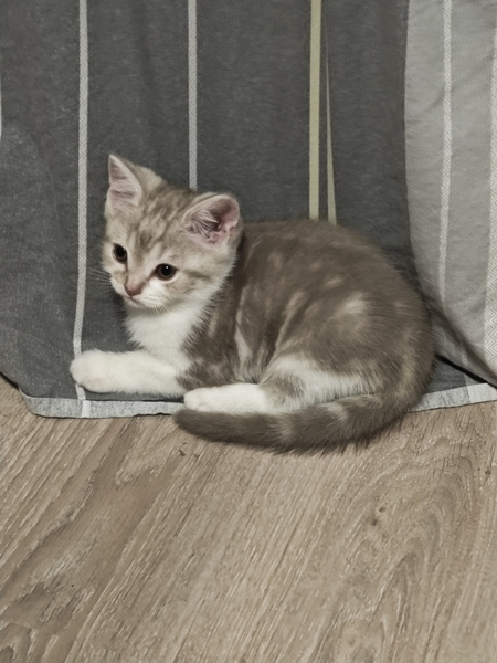 Котята девочки и мальчики