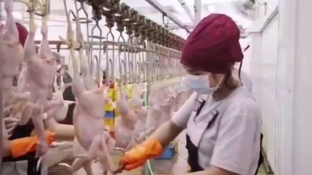 Продаю готовый работающий бизнес птицефабрику