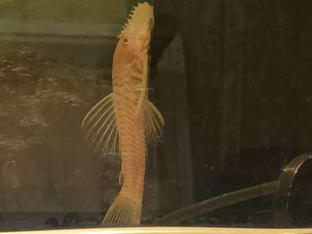 Pilisos baligʻi zor