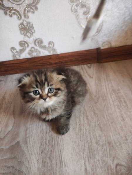 Шотландский Скоттиш фолд мальчик