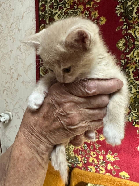 Бесплатно в хорошие руки котята