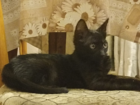 Пристраиваются котята