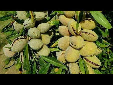Бодом кучатлар серхосл