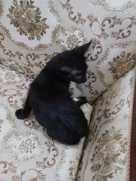 Котята в добрые ручки