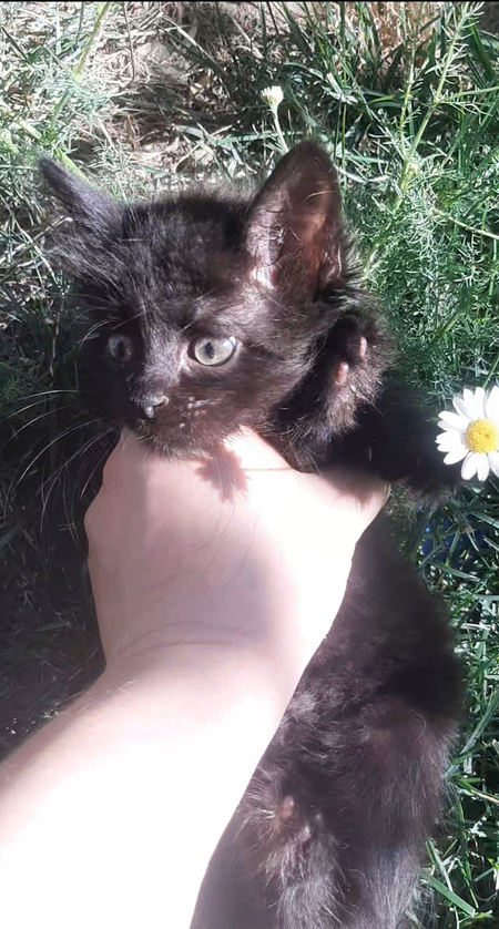 Денежный кот от сглаза
