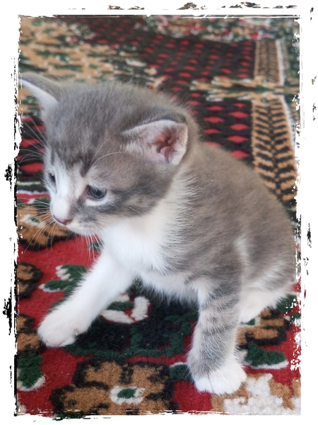 Продам котят 2 месяца,