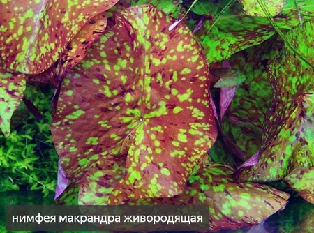 аквариумистика растения